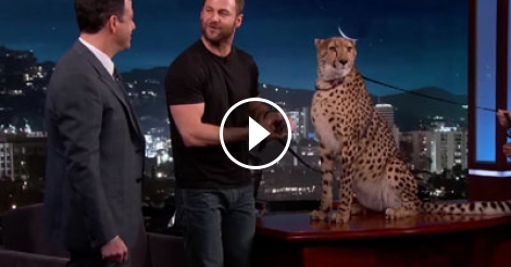 Jimmy Kimmel Faces Wild Animals With Dave Salmoni Klipland