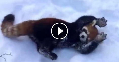 Red Pandas Enjoy In Cold Snowy Day | Klipland.com