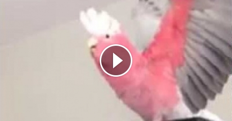 World's Most Excited Bird | Klipland.com