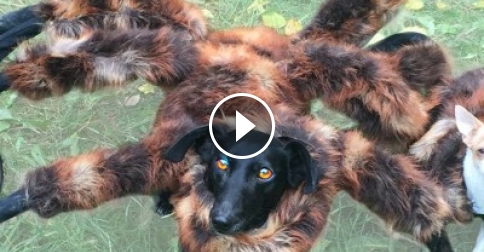 Scary Mutant Giant Spider Dog Is Back | Klipland.com