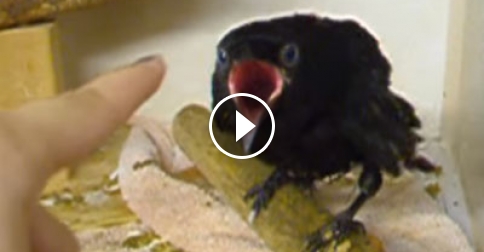 This Crow Baby Will Make You Laugh Like Never Before | Klipland.com
