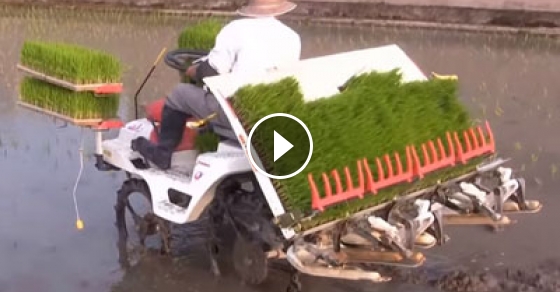 Farmers In Japan Planting Rice With Rice Planting Machines | Klipland.com