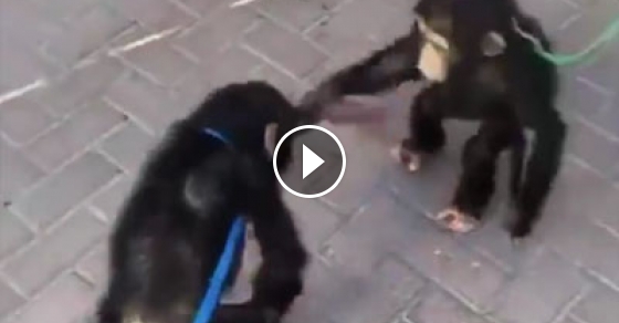 Two Little Monkeys See Each Other After Months - This Is Their Touching ...
