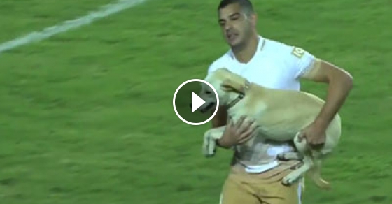 Canine Pitch Invader Stops Play In The Copa Libertadores Match ...