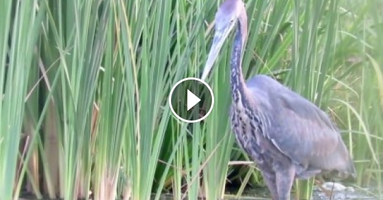 Watch This Heron Kill A Mammoth Catfish And Swallow It Whole | Klipland.com