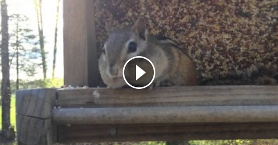 He Asked A Chipmunk What Is It Doing - This Is Chipmunk's Epic Reaction ...