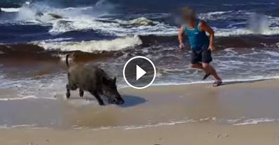 Boar Emerges From The Ocean, Starts A Rampage On Beach | Klipland.com