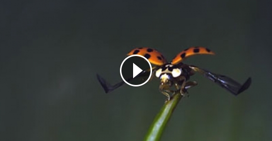 Super Cool Ladybug Take Off Captured In Slow Motion Klipland
