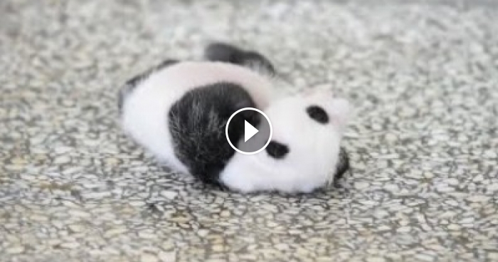 Panda Cub Trying To Turn Over Becoming Viral Hit | Klipland.com