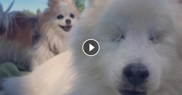 Blind Dog Who Lost Eyes to Infection Has Adorable Pomeranian As Seeing ...