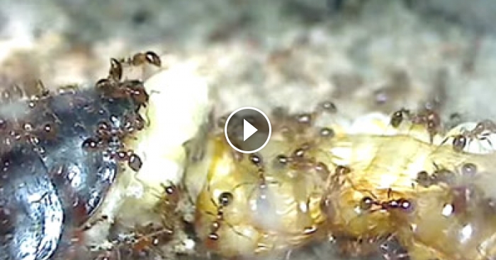 Cockroach Giving Birth While Being Devoured By Fire Ants | Klipland.com