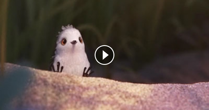 Pixar's Latest Short 'Piper' Is Absolutely The Most Lovely Thing You ...