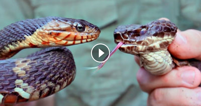 Brave Wilderness Guy Shows Us The Difference Between Poisonous Snakes ...