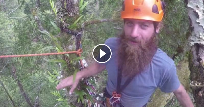 This Is How Work Of Lumberjack Looks Like From His Perspective ...