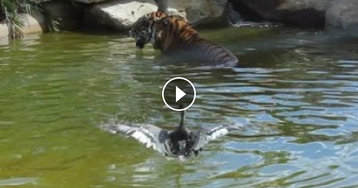 Worlds Bravest Duck Plays With Sumatran Tiger For Fun | Klipland.com