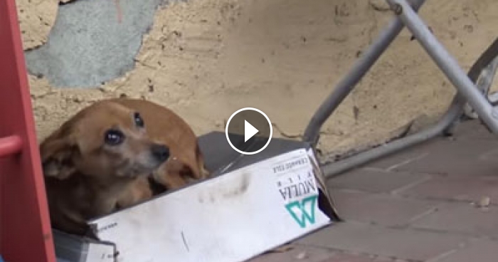 Dog Sat In Shoebox For Months Waiting To Be Rescued, And Then They ...