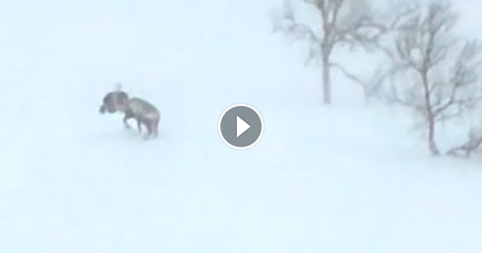 Dramatic Fight Between Wolverine And Reindeer Captured On Camera In ...