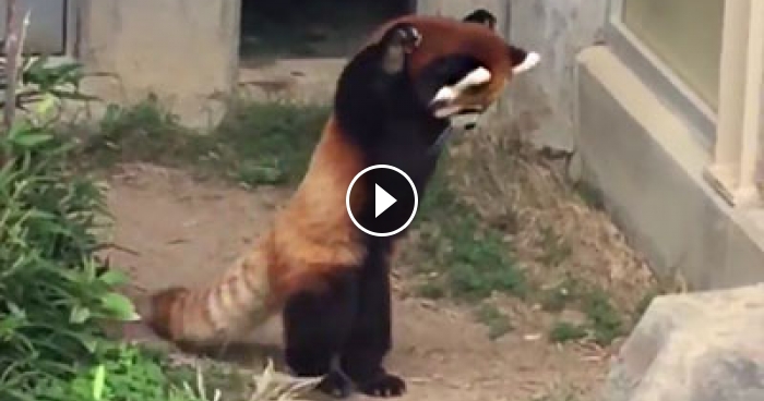 This Red Panda Trying To Intimidate A Rock Is The Cutest Thing You'll ...