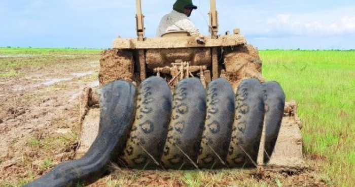 Brave Brothers Catch Very Big Snakes While Tractor Is Plowing The ...