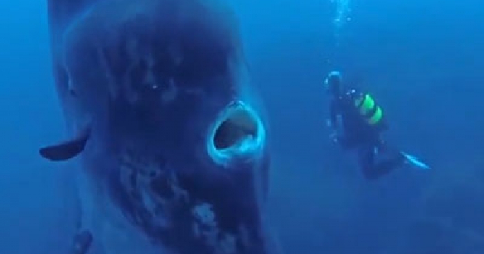 Divers Find Themselves Up Close To A Giant Fish You've Never Seen ...