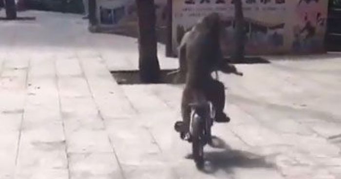 Funny Monkey Rides Bike. Just Wait For The Hilarious Moment At The End ...