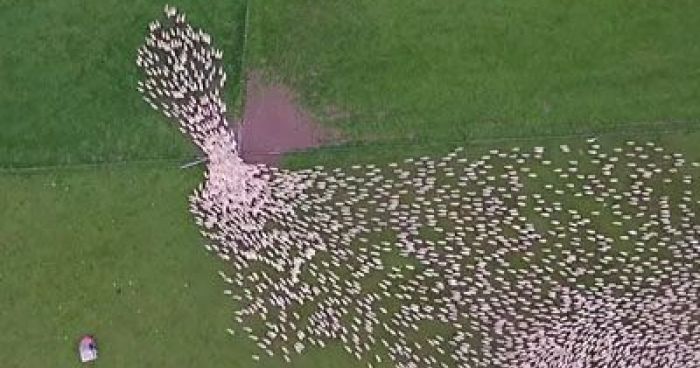 This Is How 1000 Sheep Being Herding By Sheepdogs Look From Above ...