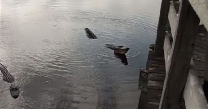 Is This The Most Scary Video Of Alligator Screams? | Klipland.com