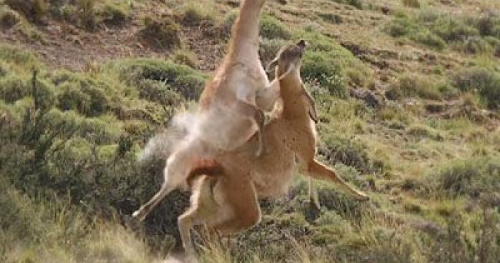 BBC Earth Team Captures This Brutal Alpaca Fight For Dominance ...