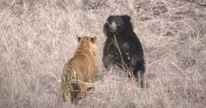 WATCH: Tiger And Sloth Bear Get Into A Massive Fight | Klipland.com