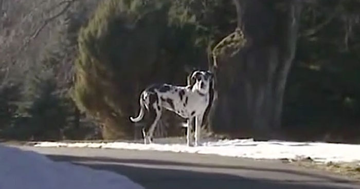 Man Sees Dog Acting Strange On Driveway, Then Scream Comes From ...