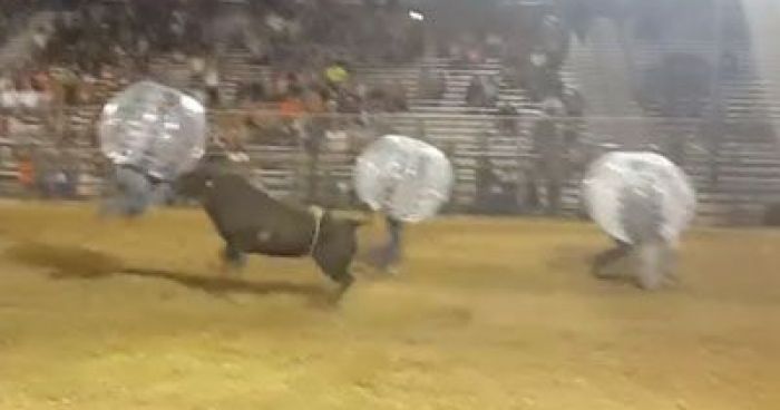 Crazy Guys Step In A Bull Ring Wearing A Giant Zorbing Balls | Klipland.com