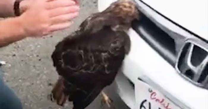 Hawk Stuck In Car Grille Was So Glad Someone Helped Him Escape ...
