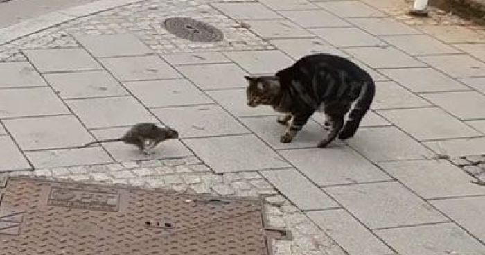 Cat Starts To Chase A Rat, Then Something Hilarious Happens | Klipland.com