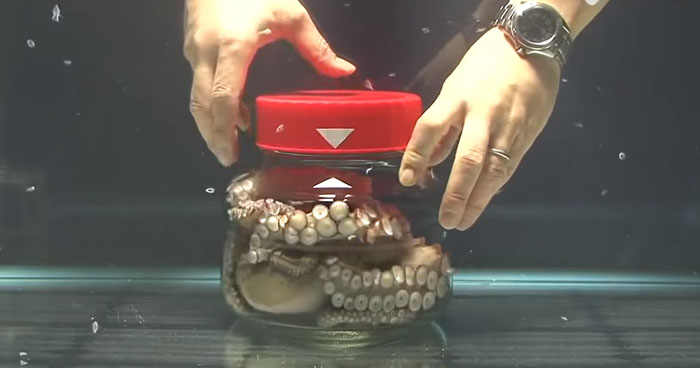 Smart Octopus Gets Closed Into A Jar, Escapes It Without A Problem ...