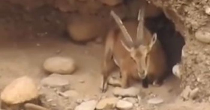 Man Takes A Video Of Goat In Mountain Cave, Leaving Everyone Speechless ...