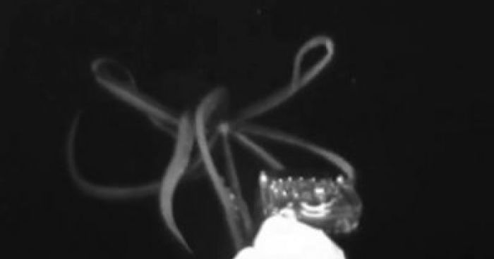 Giant Squid Caught On Camera For The Second Time Ever, And Boy Is It ...