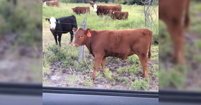 Driver Spots A Cow Out Of The Pasture, Then Unexpected Happens ...
