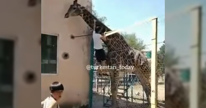 Drunk Man From Kazakhstan Climbs The Fence, Rides A Giraffe At The Zoo ...