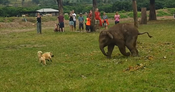 Adorable Baby Elephant Gets Frustrated After Chasing A Dog | Klipland.com