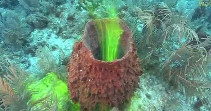 Footage Of Sponges Pumping Water | Klipland.com