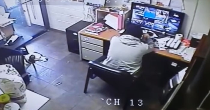 Dog Pushes Chair To Take A Seat Next To His Human Friend | Klipland.com