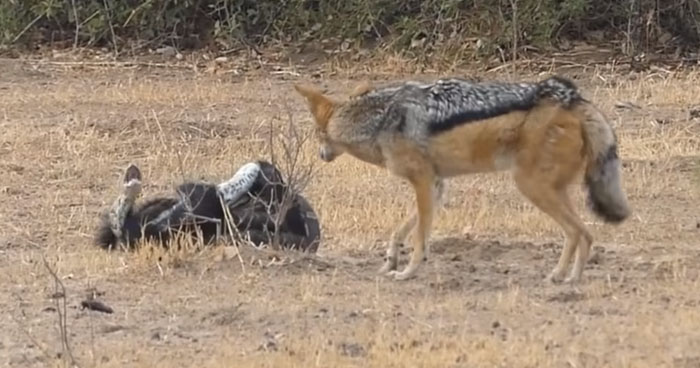 Python, Honey Badger & Jackal Fight Each Other | Klipland.com