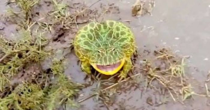 Toad Screams In Self Defence Technique | Klipland.com