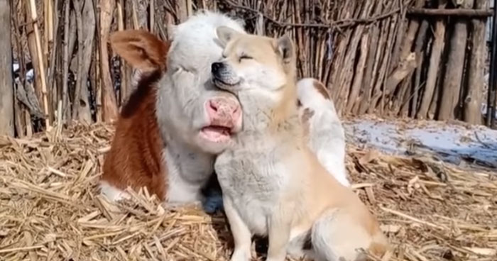 Dog Is Best Friend With Cow, The Video Will Bring A Smile On Your Face ...