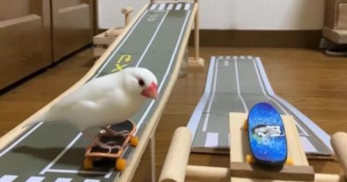 Bird Riding Skateboards | Klipland.com