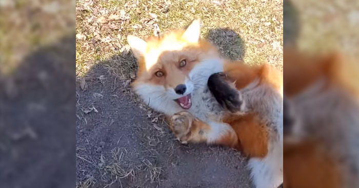 Fox Steals A Phone While Its Recording, Adorable Sounds Ensue ...