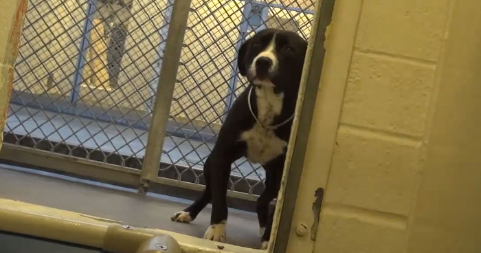 Death Row Dog Realizes He's Been Adopted And Literally Jumps For Joy ...