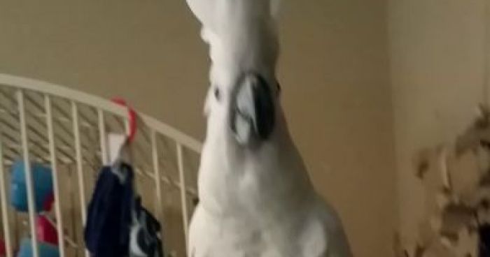 Cockatoo Dancing To "Welcome To The Jungle" By Guns N' Roses | Klipland.com