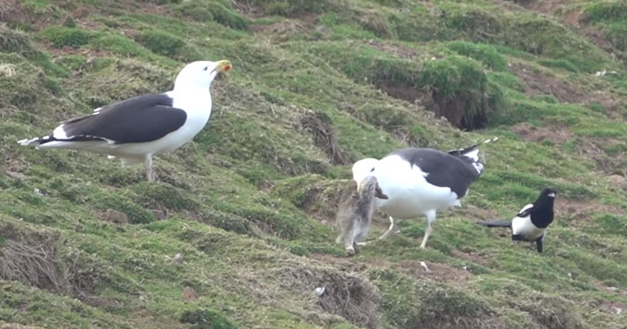 Seagull Picks A Rabbit Out Of Its Warren And Eats It Whole | Klipland.com