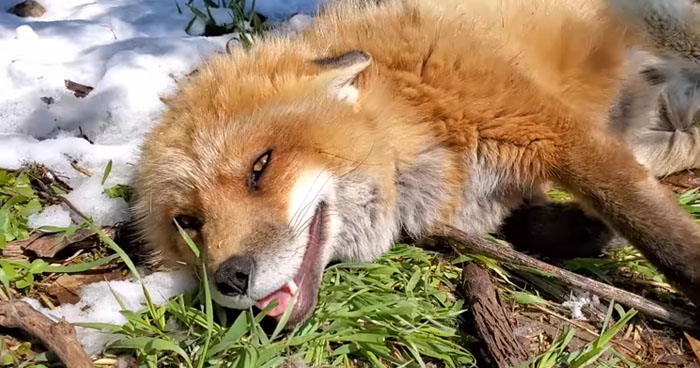 Finnegan Fox Gets Excited When Owner Reads Compliment Comments ...